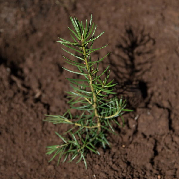 Plant a Tree (Donation) - Orangewood